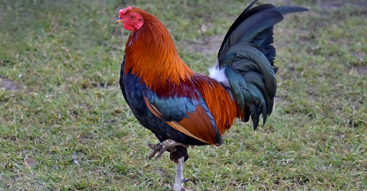 Wing Chicken Recipes: Tips for Flavorful Preparation and Storage ...